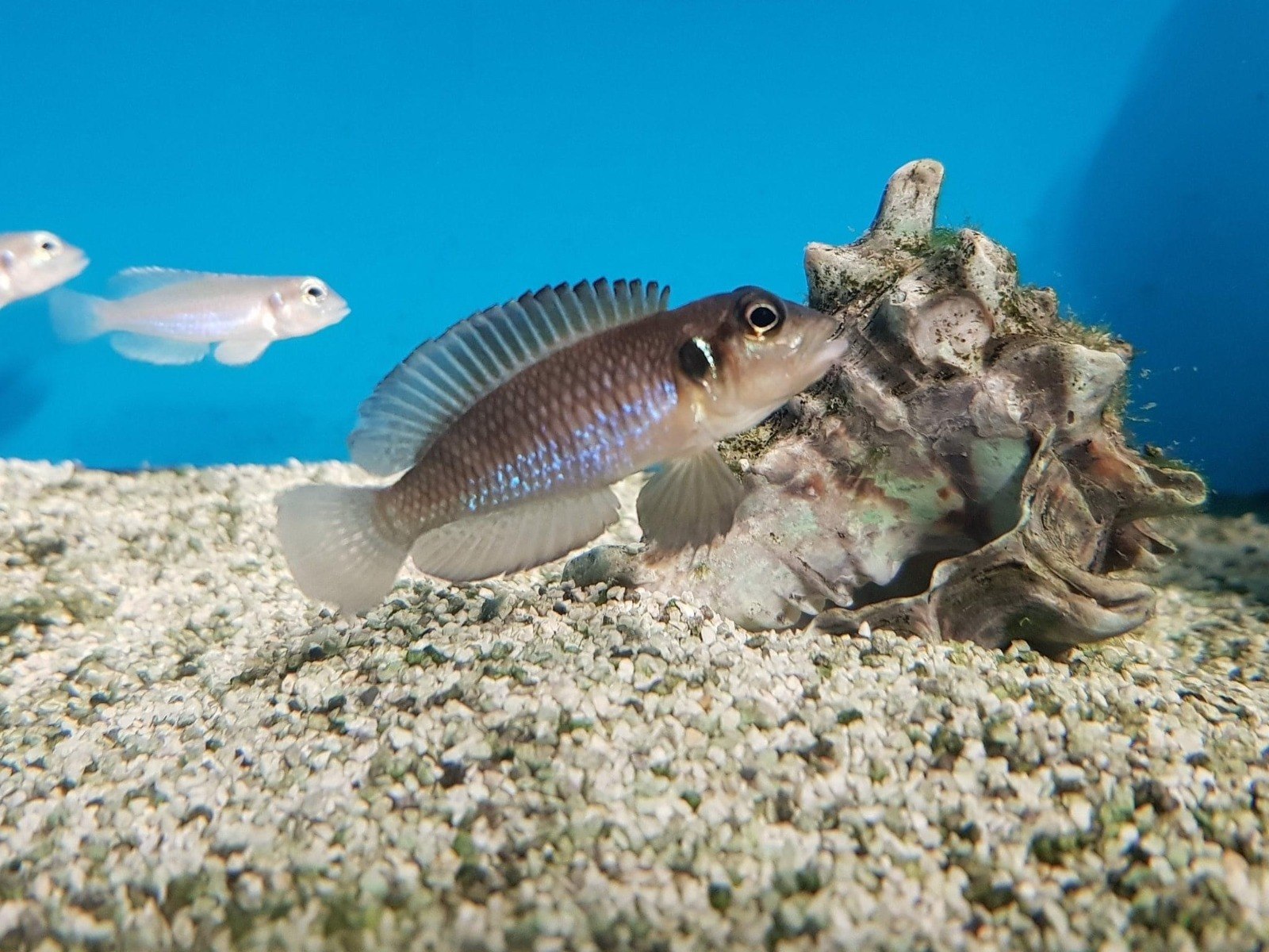 Ocellatus Shelldweller-Lamprologus ocellatus