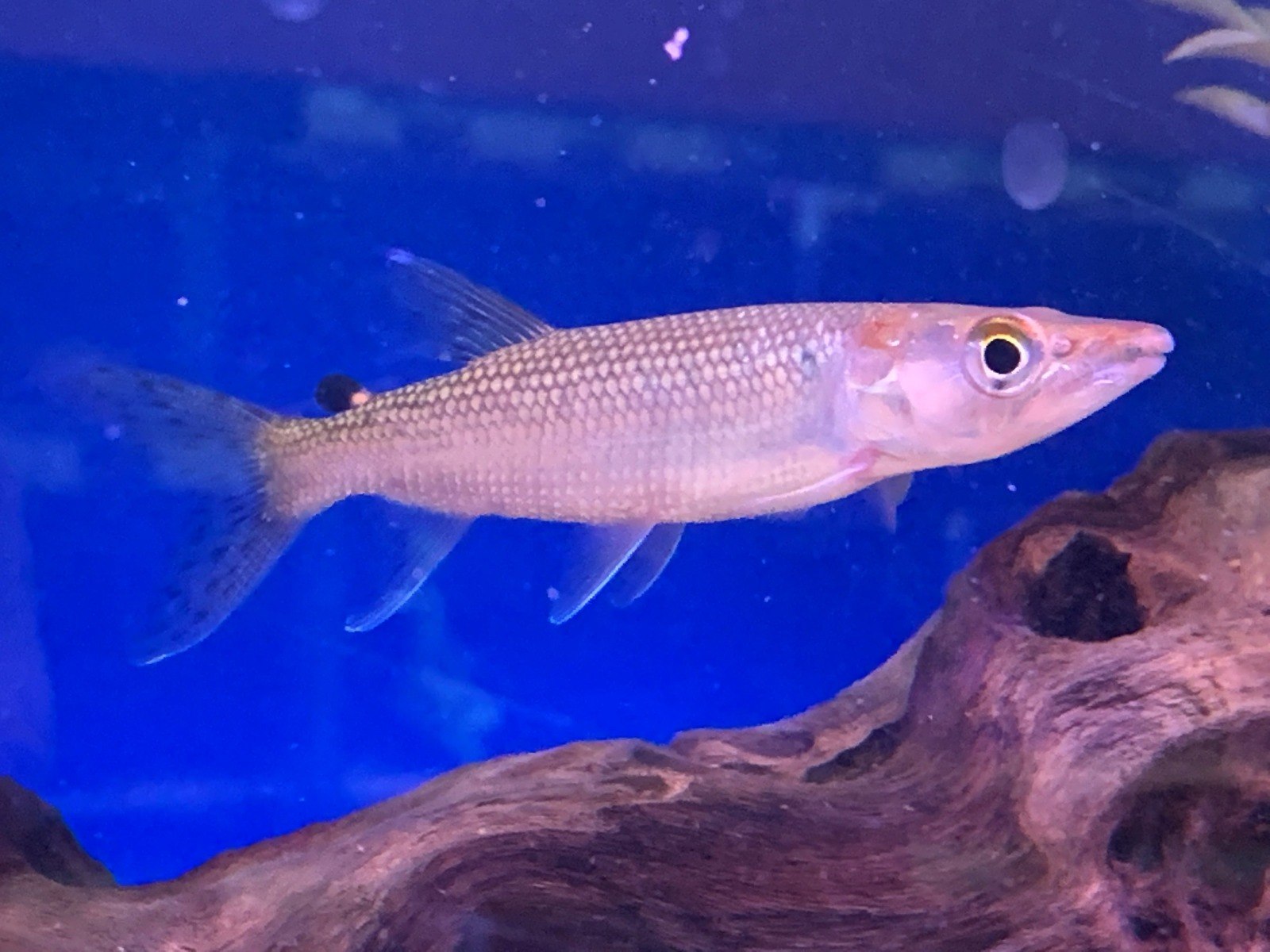 African Pike Characin-Hepsetus odoe