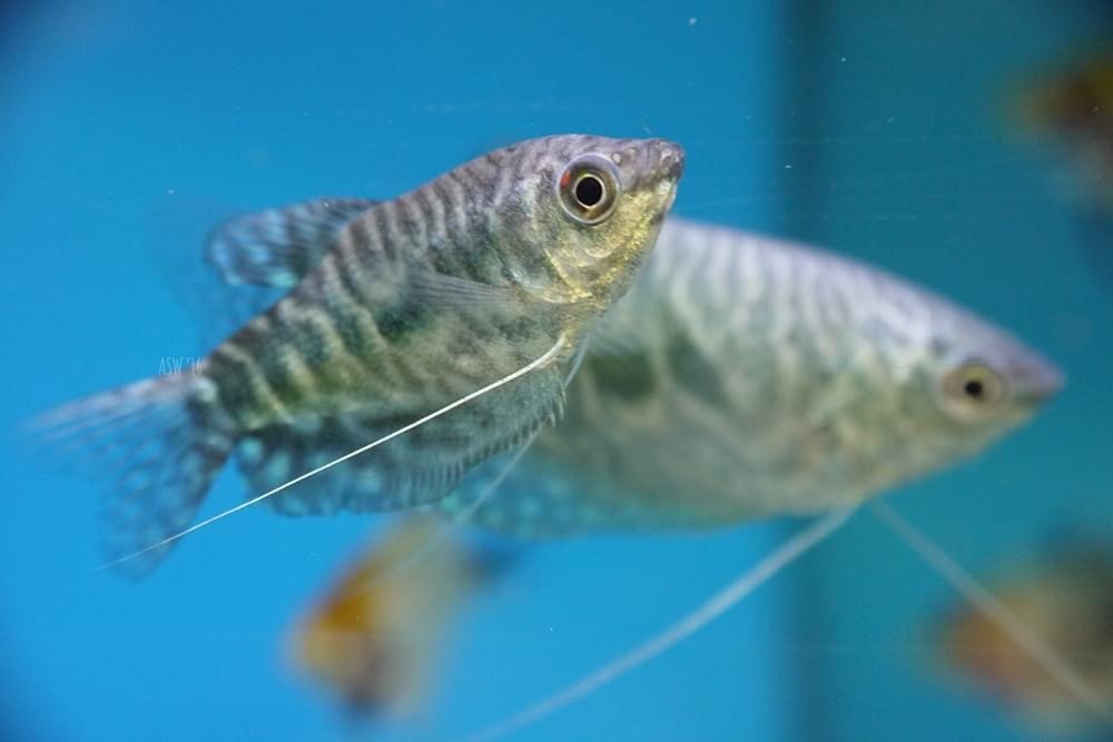 Opaline Gourami-Trichopodus trichopterus