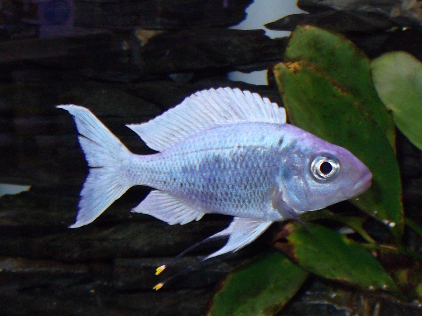 Ventralis Featherfin Cichlid-Ophthalmotilapia ventralis