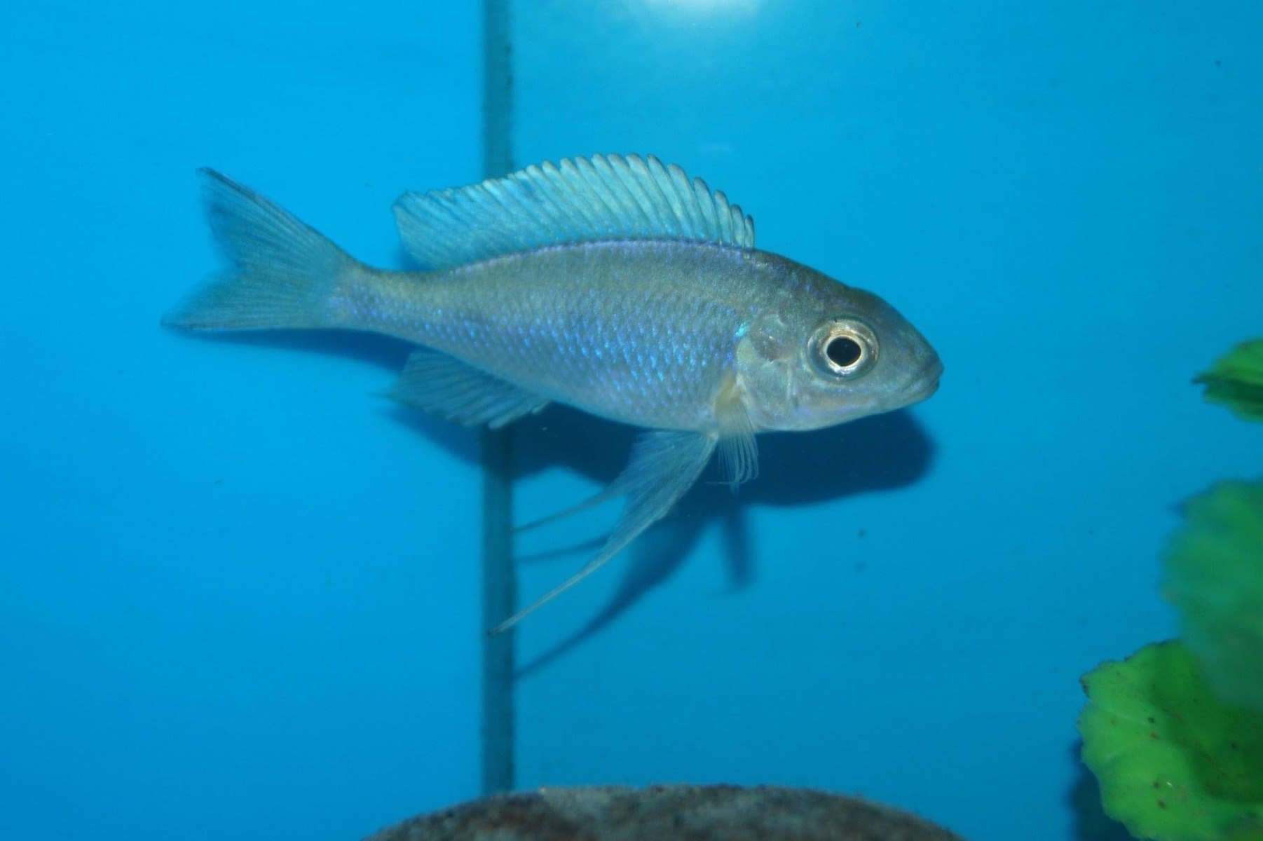 Ventralis Featherfin Cichlid-Ophthalmotilapia ventralis