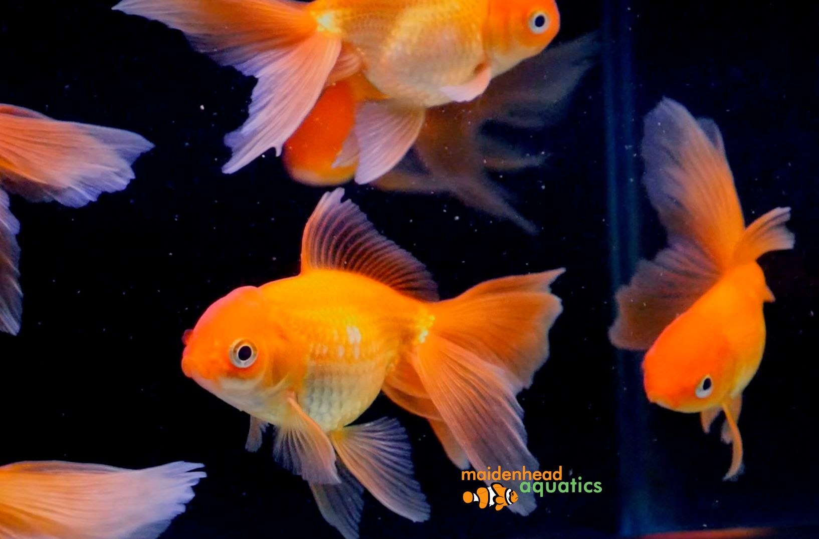 Oranda-Carassius auratus auratus