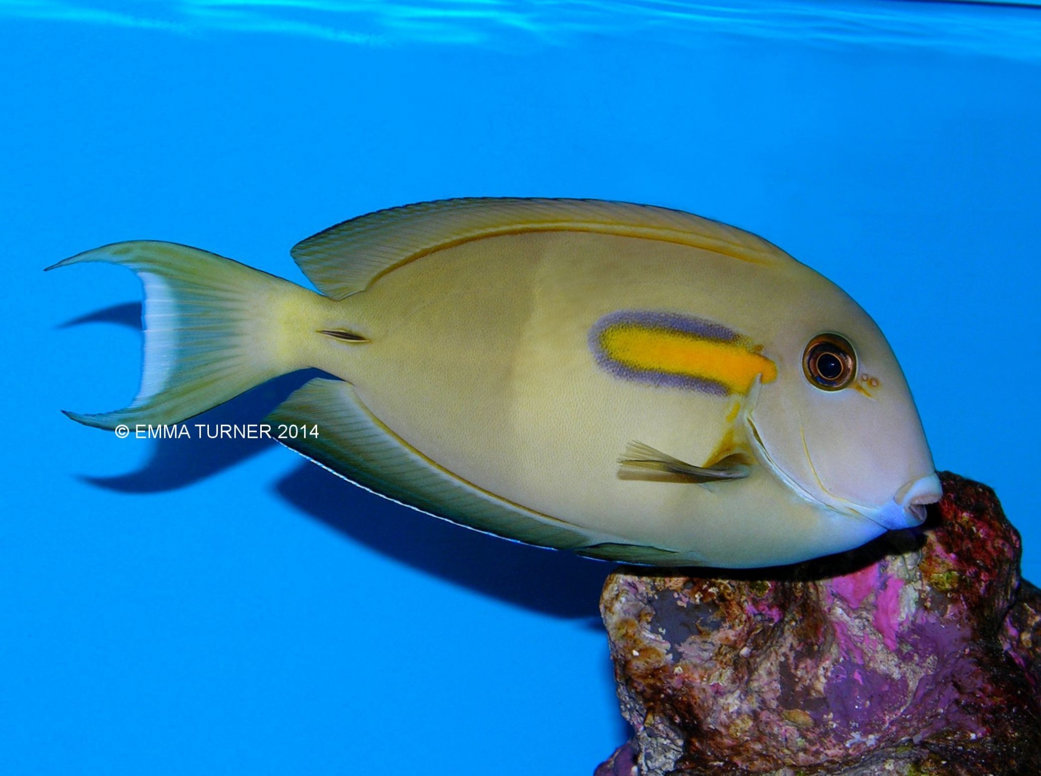Orange Shoulder Tang-Acanthurus olivaceus