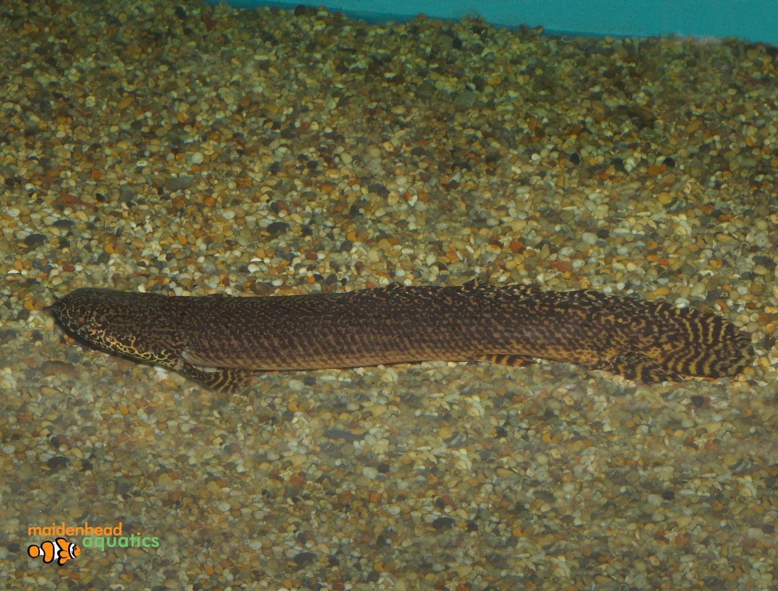 Ornate Bichir-Polypterus ornatipinnis