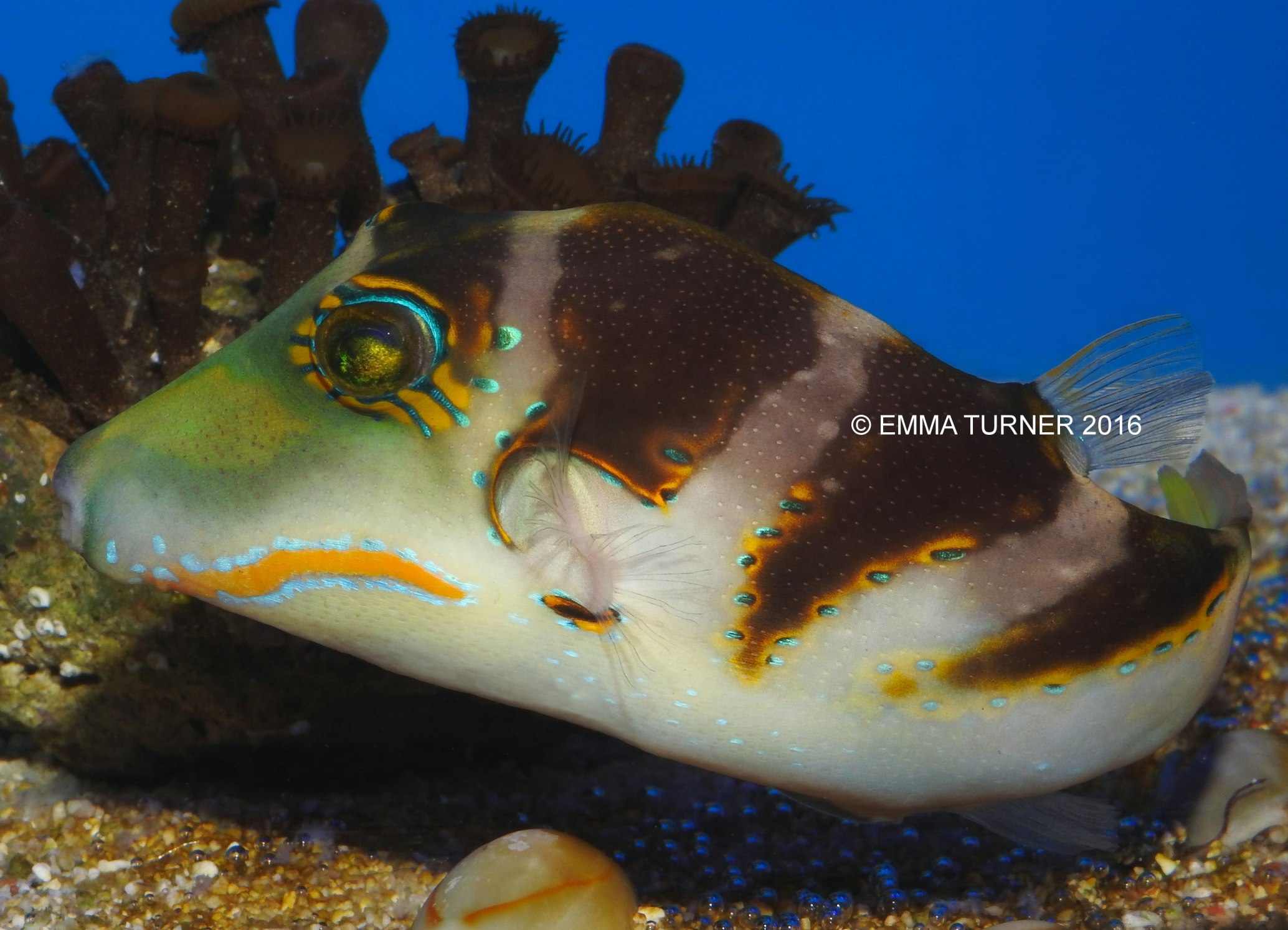 Pacific Crowned Pufferfish-Canthigaster axiologus
