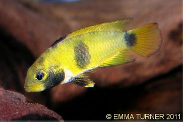 Panda Dwarf Cichlid-Apistogramma nijsseni