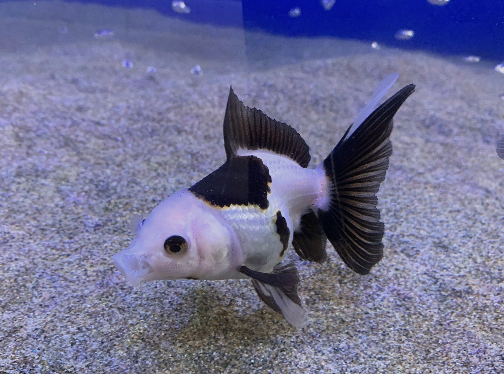 Panda Oranda-Carassius auratus