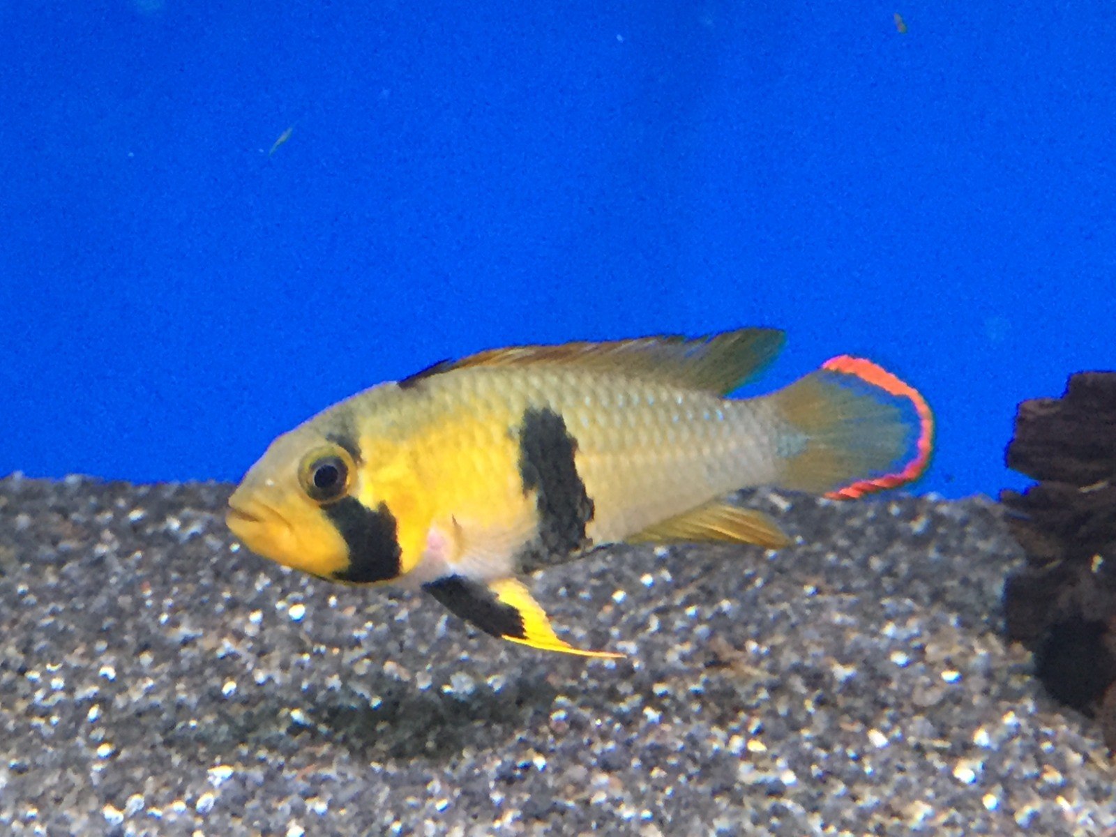 Apistogramma panduro