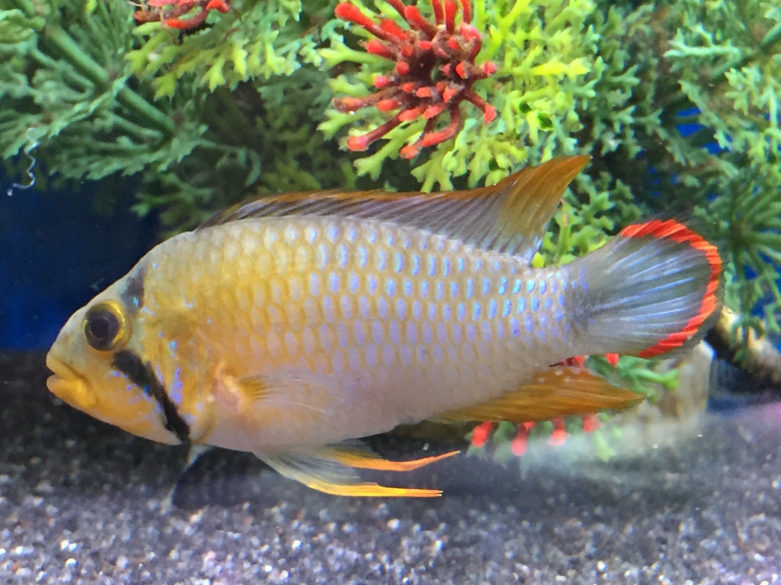 Apistogramma panduro