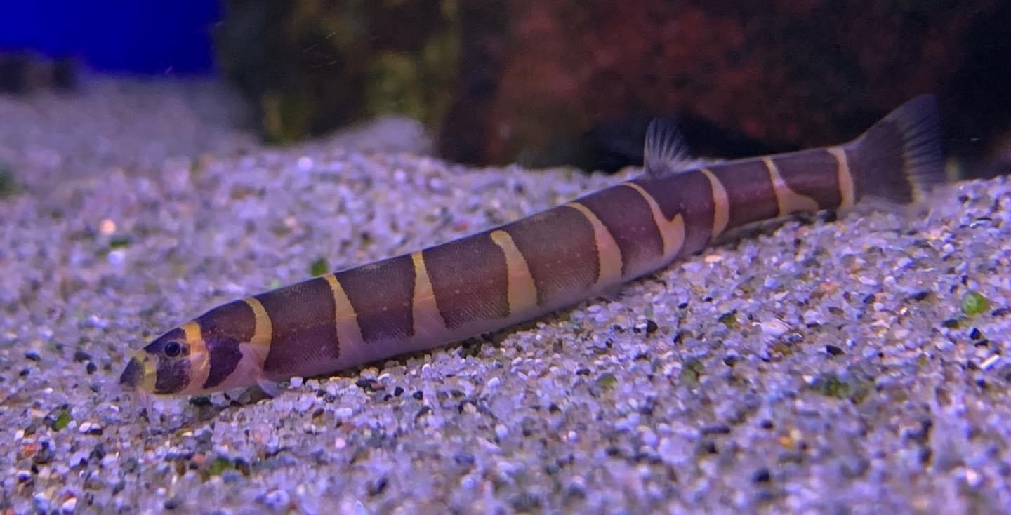 Kuhli Loach-Pangio kuhlii