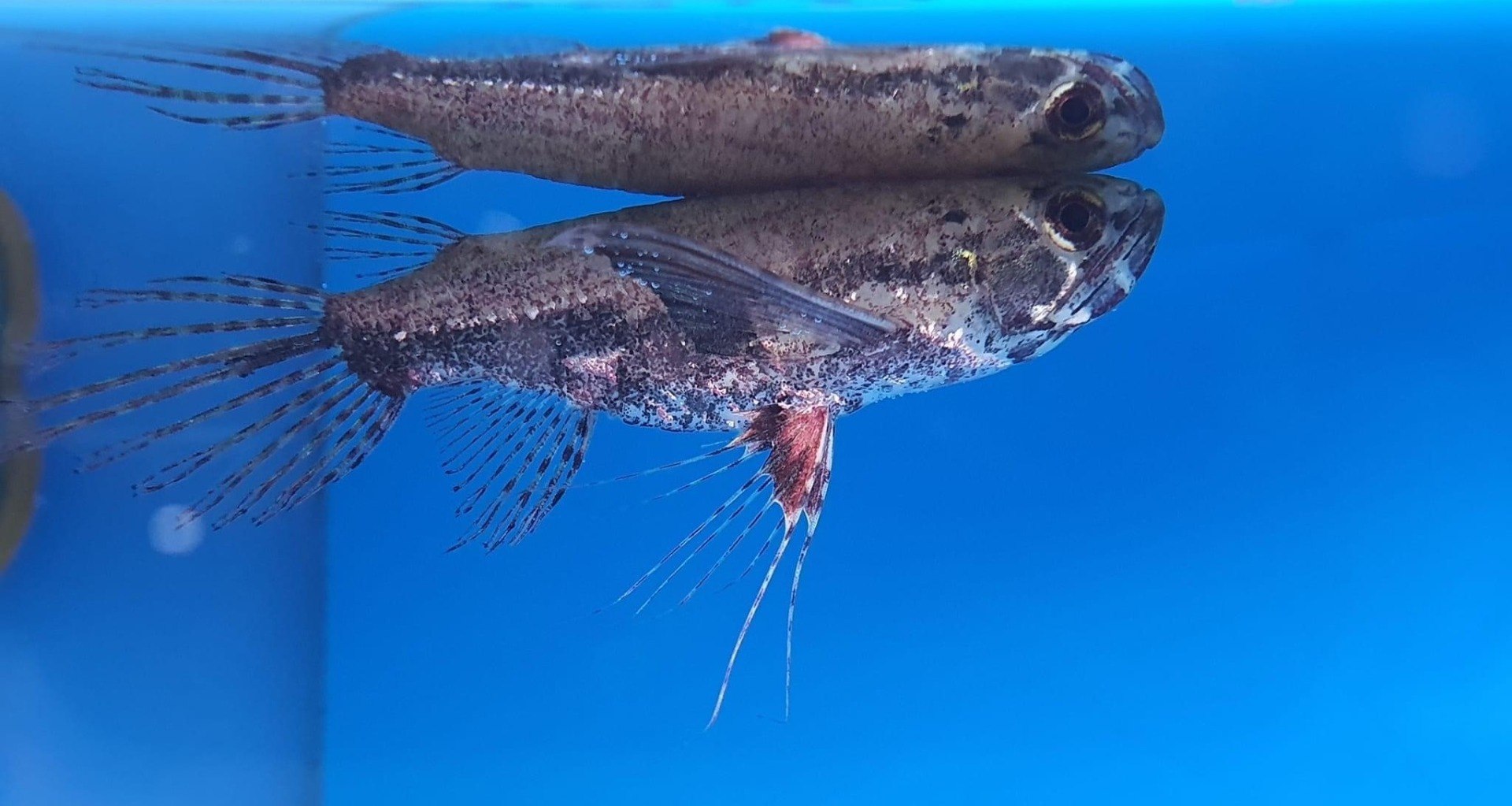 African Butterfly Fish-Pantodon buchholzi