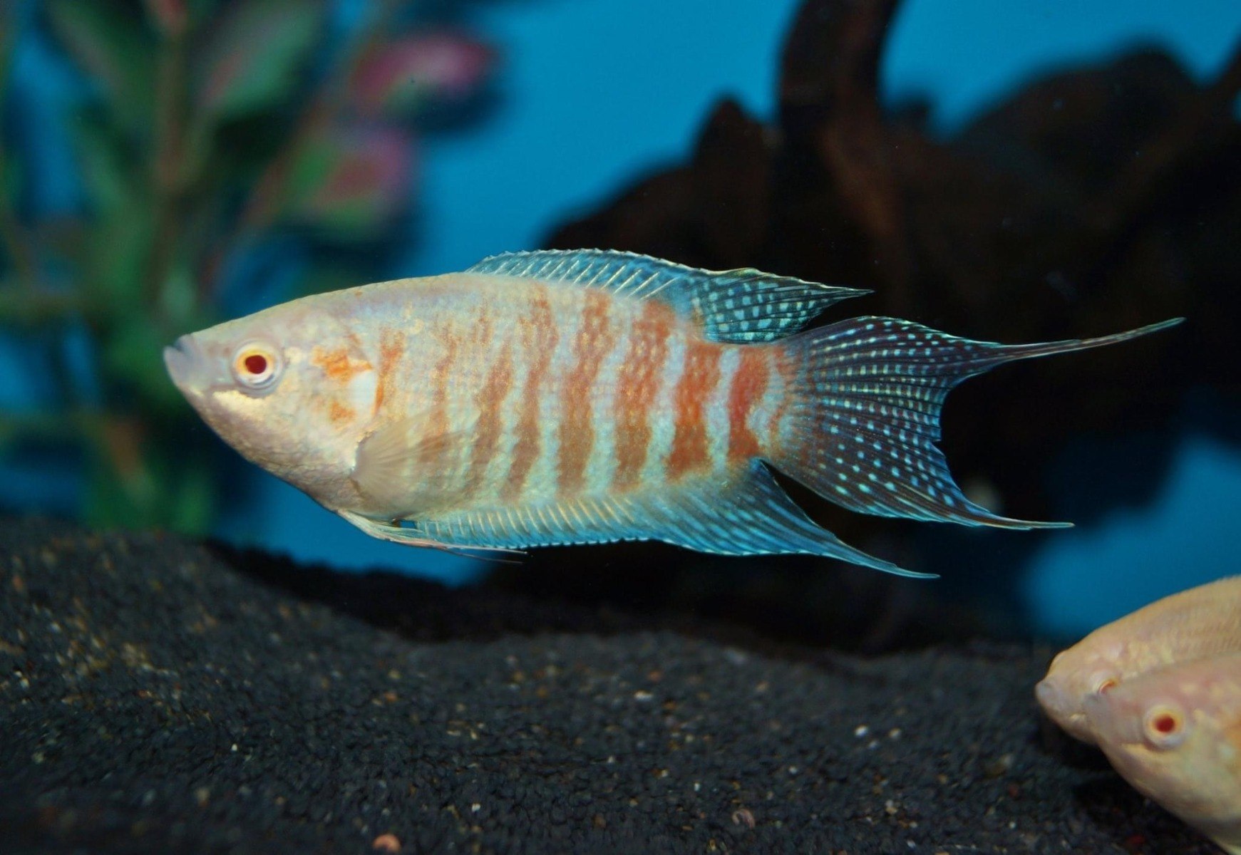Paradise Fish-Macropodus opercularis