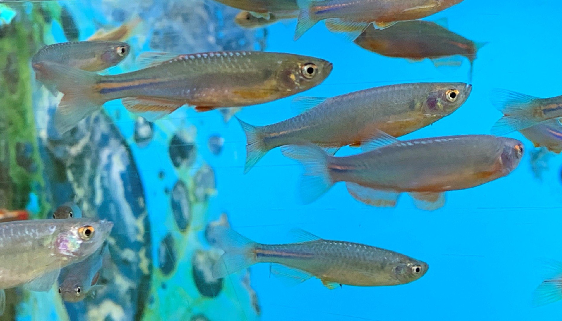 Pearl Danio-Danio albolineatus