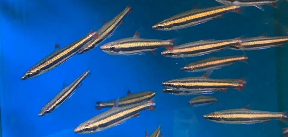 Three-lined Pencilfish-Nannostomus trifasciatus