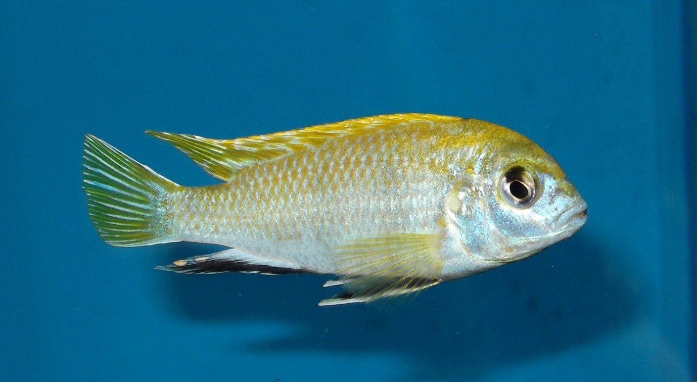 Perlmutt-Labidochromis perlmutt
