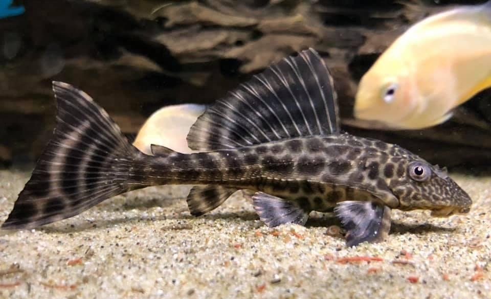 Common Plec-Pterygoplichthys pardalis