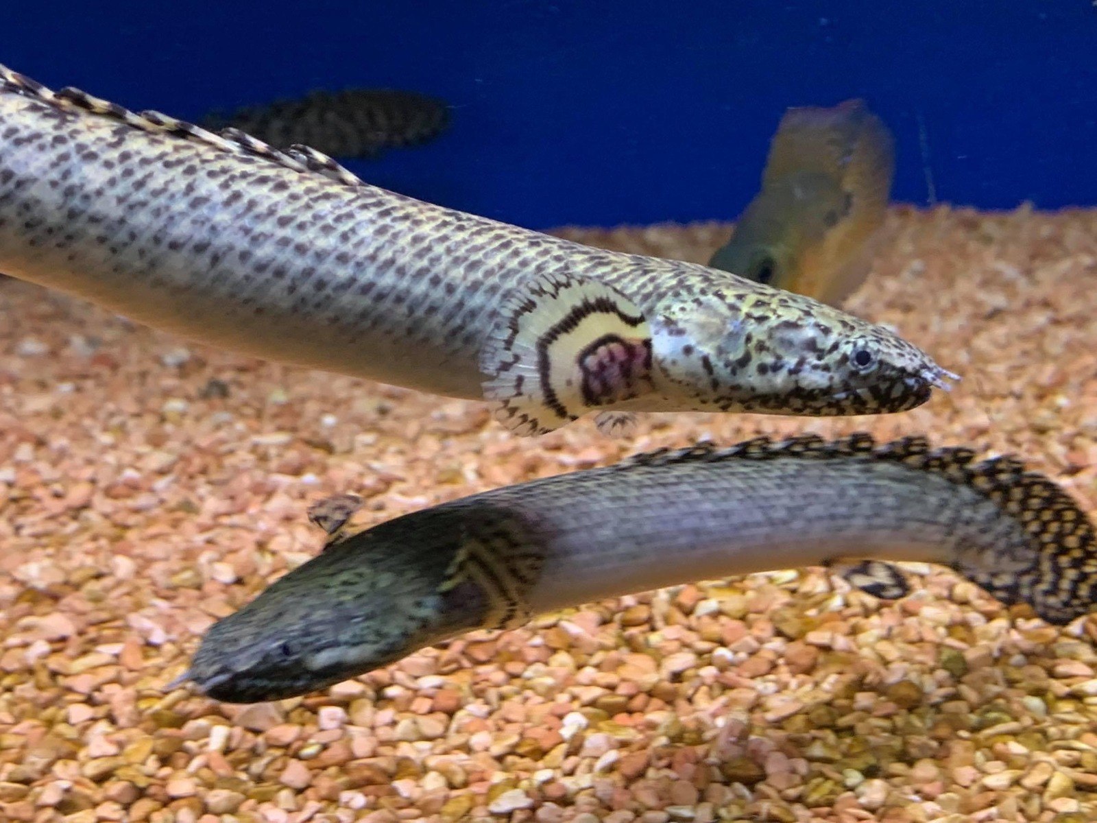 Ornate Bichir-Polypterus ornatipinnis