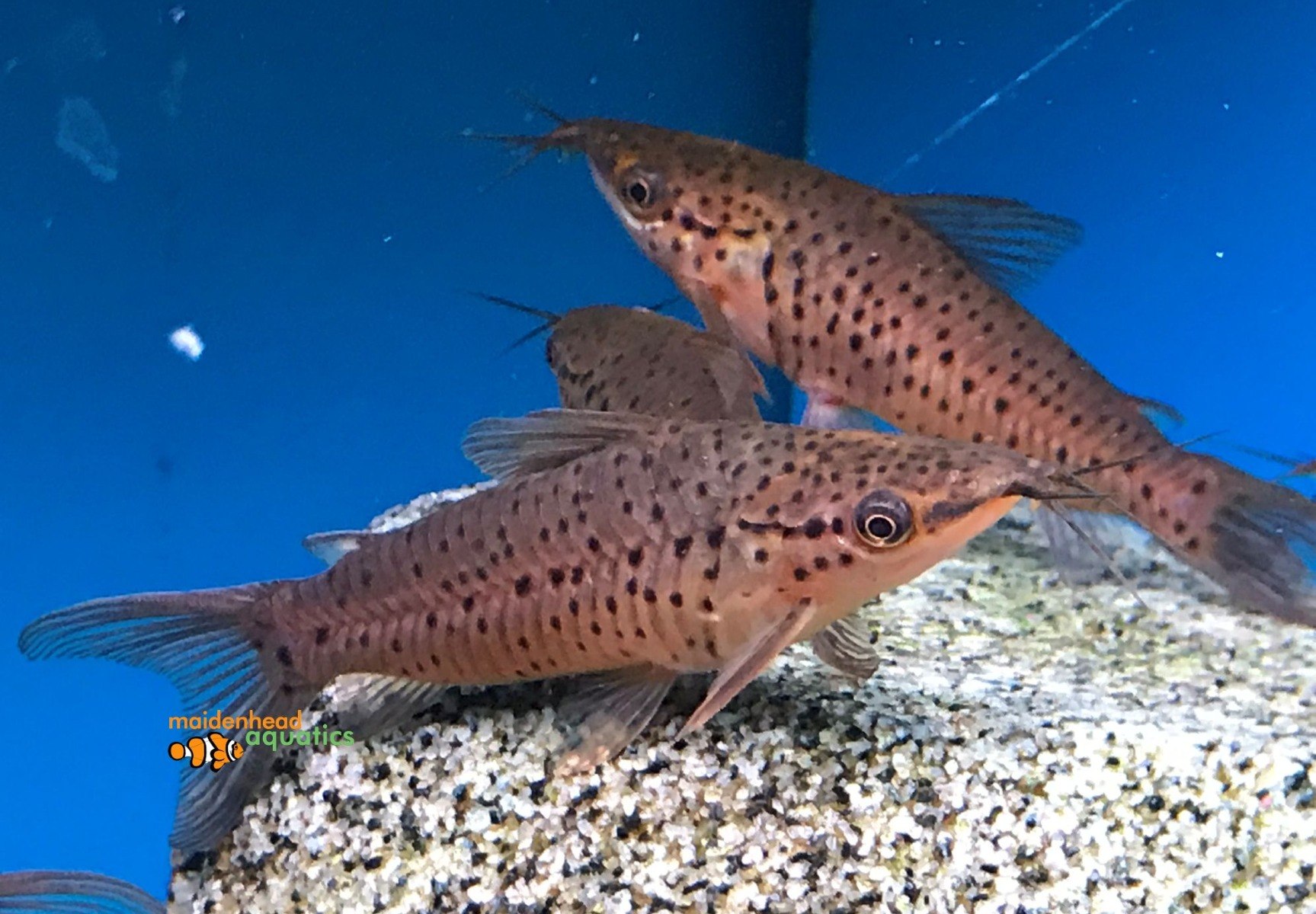 Porthole Catfish-Dianema longibarbis