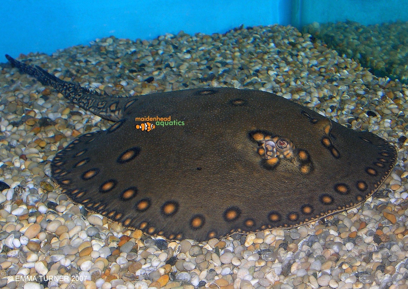 Motoro Stingray-Potamotrygon motoro
