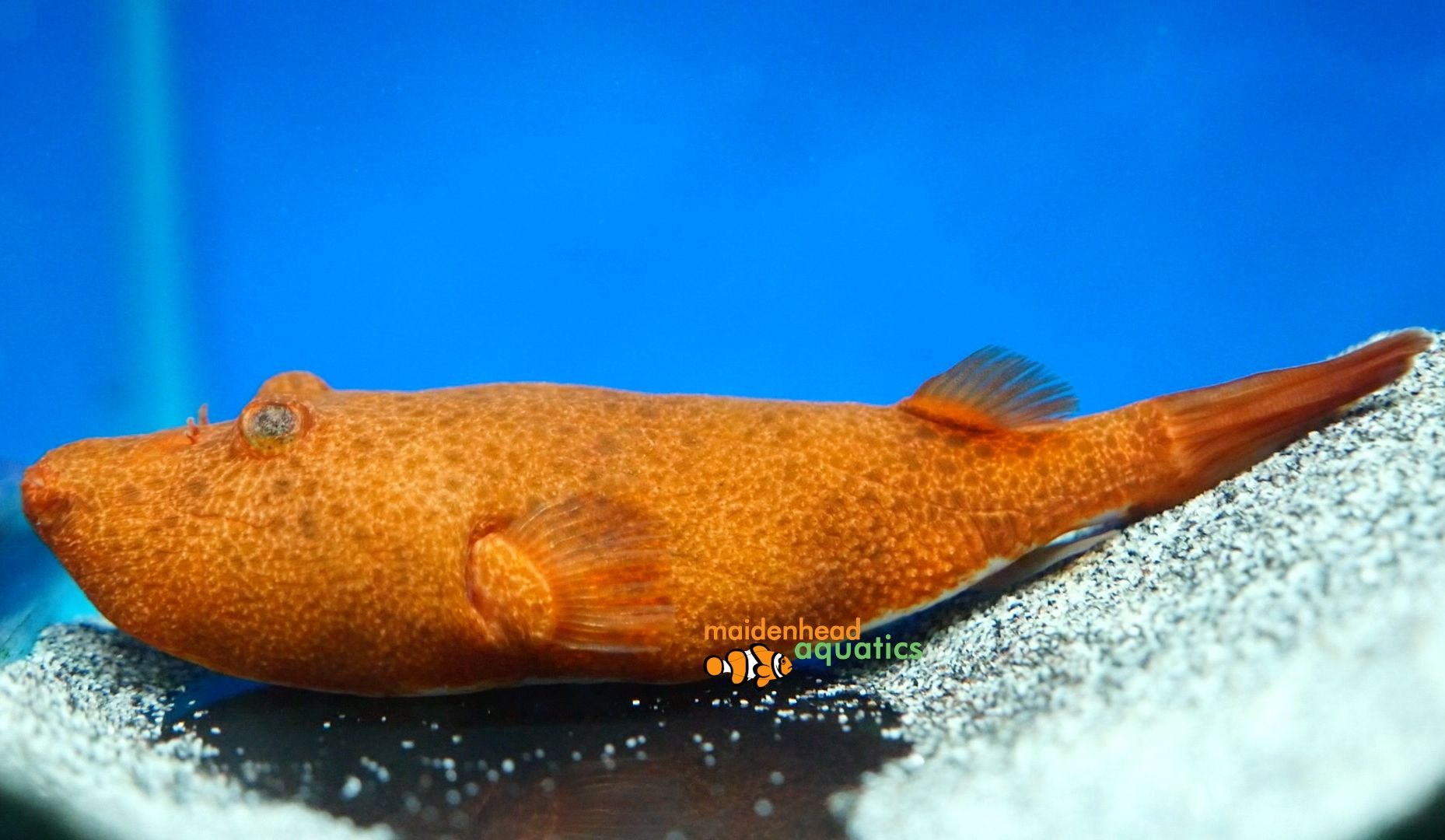 Potato Puffer-Tetraodon miurus