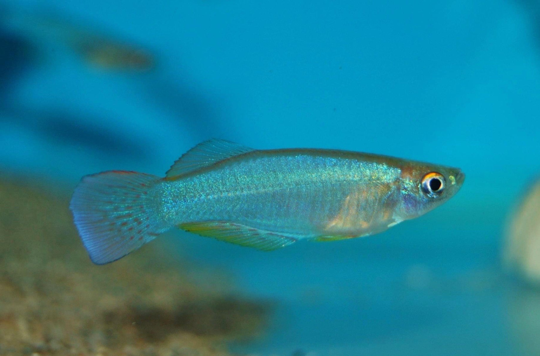 Blue-green Lampeye-Procatopus aberrans