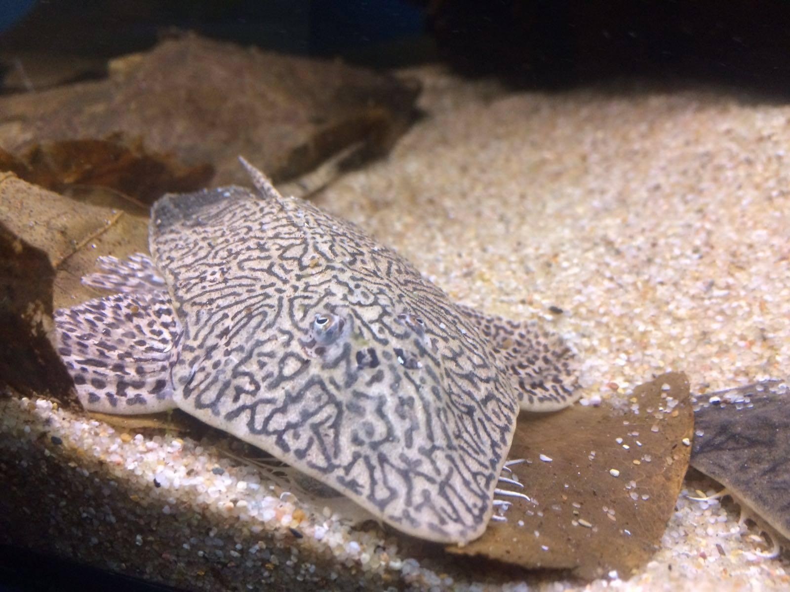 Chamelon Whiptail - Pseudohemiodon apithanos