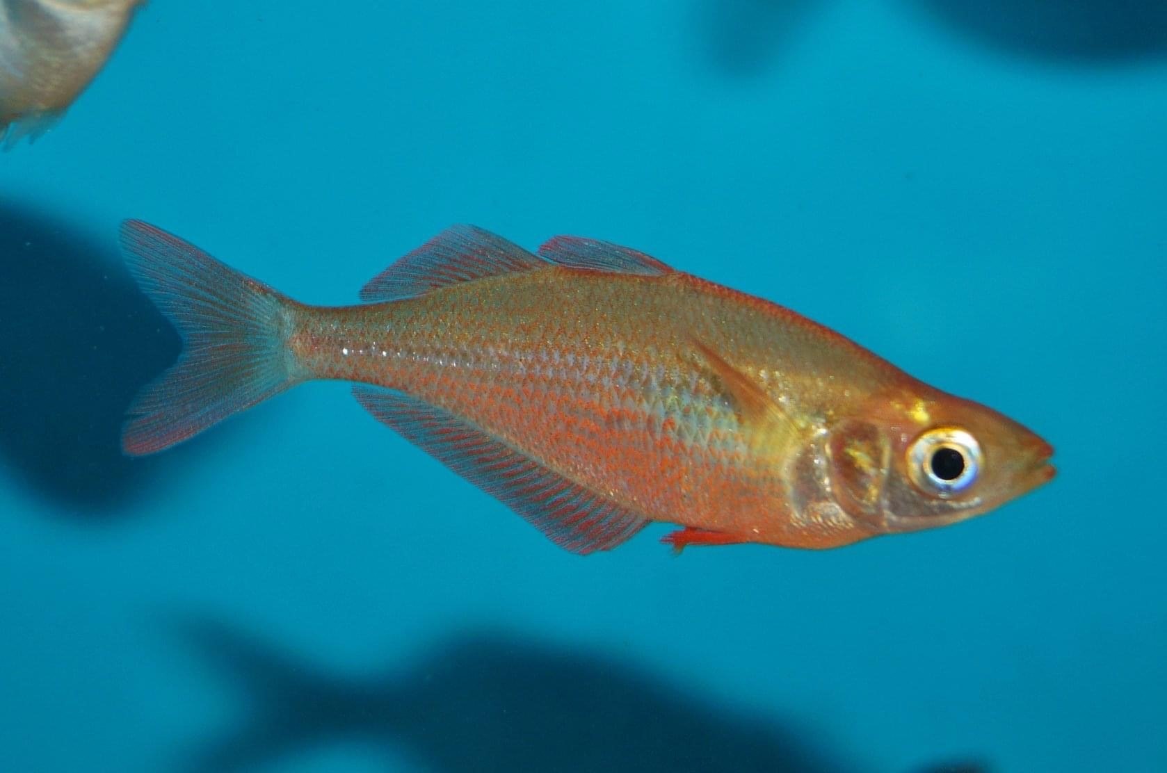 Tami River Rainbowfish - Glossolepis pseudoincisa