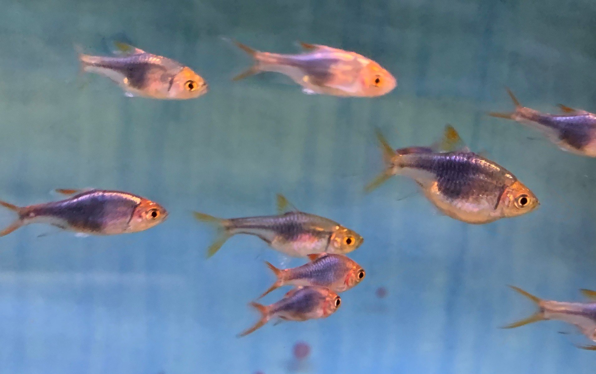 Harlequin Rasbora-Trigonostigma heteromorpha