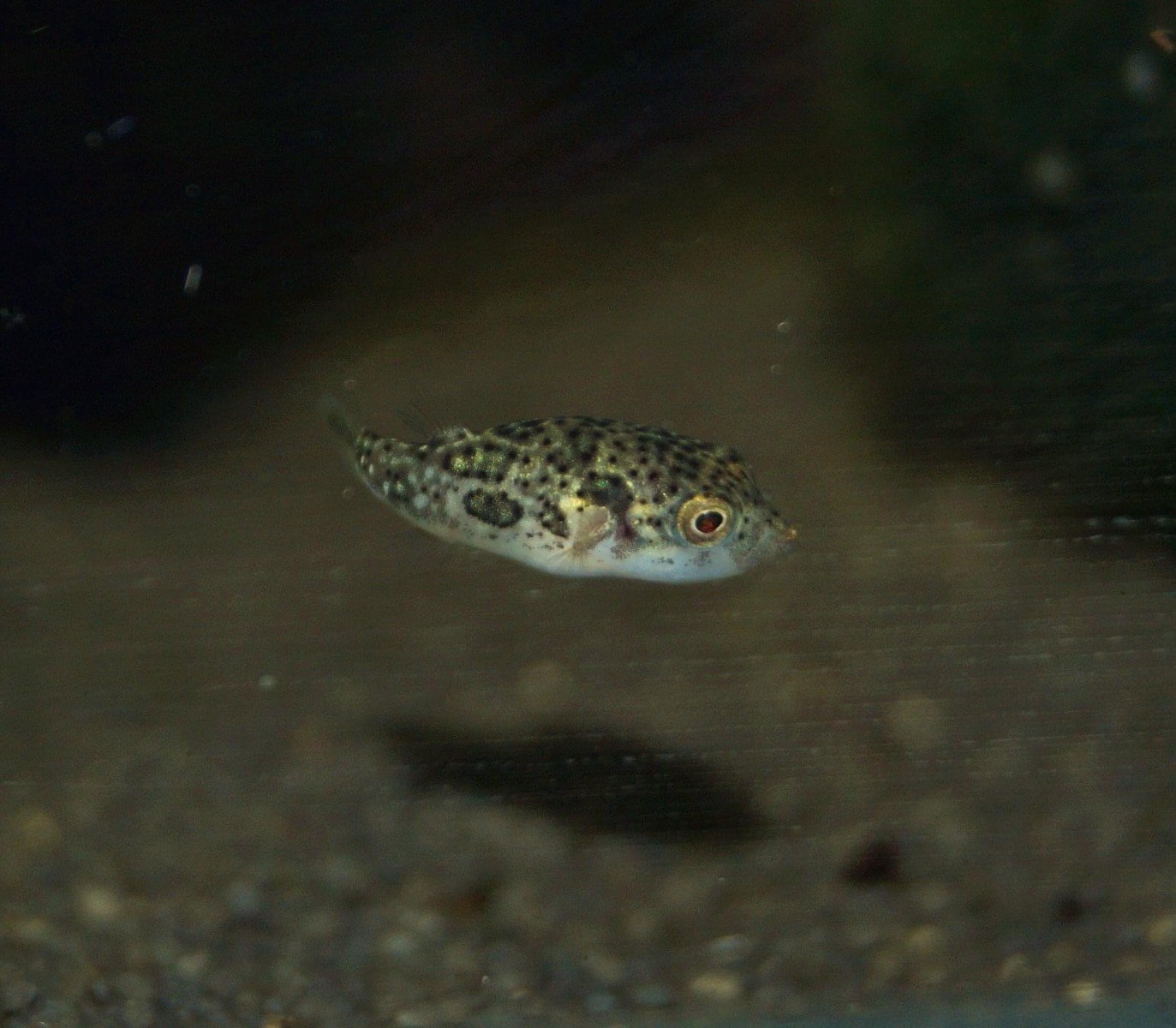 Pygmy Puffer-Carinotetraodon travancoricus