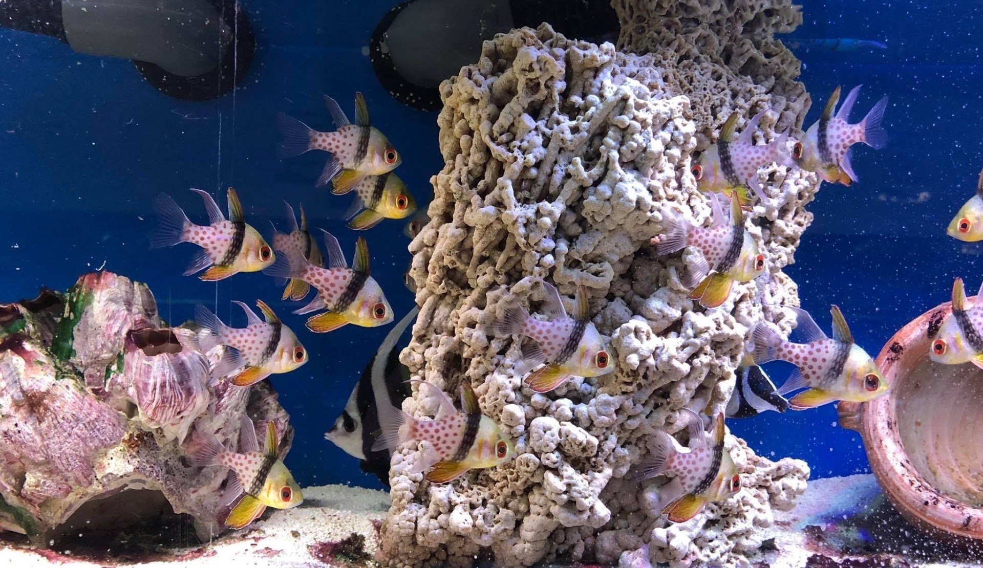 Pyjama Cardinalfish-Sphaeramia nematoptera