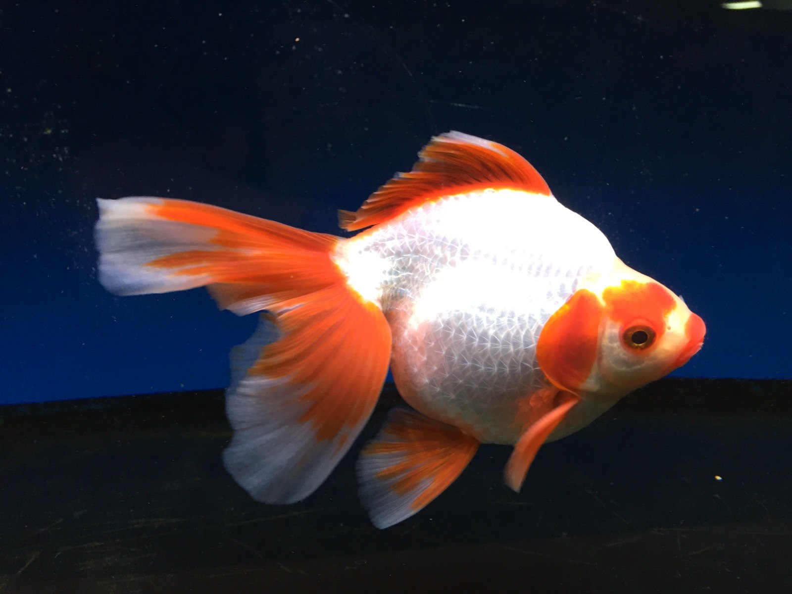 Red & White Ryukin-Carassius auratus