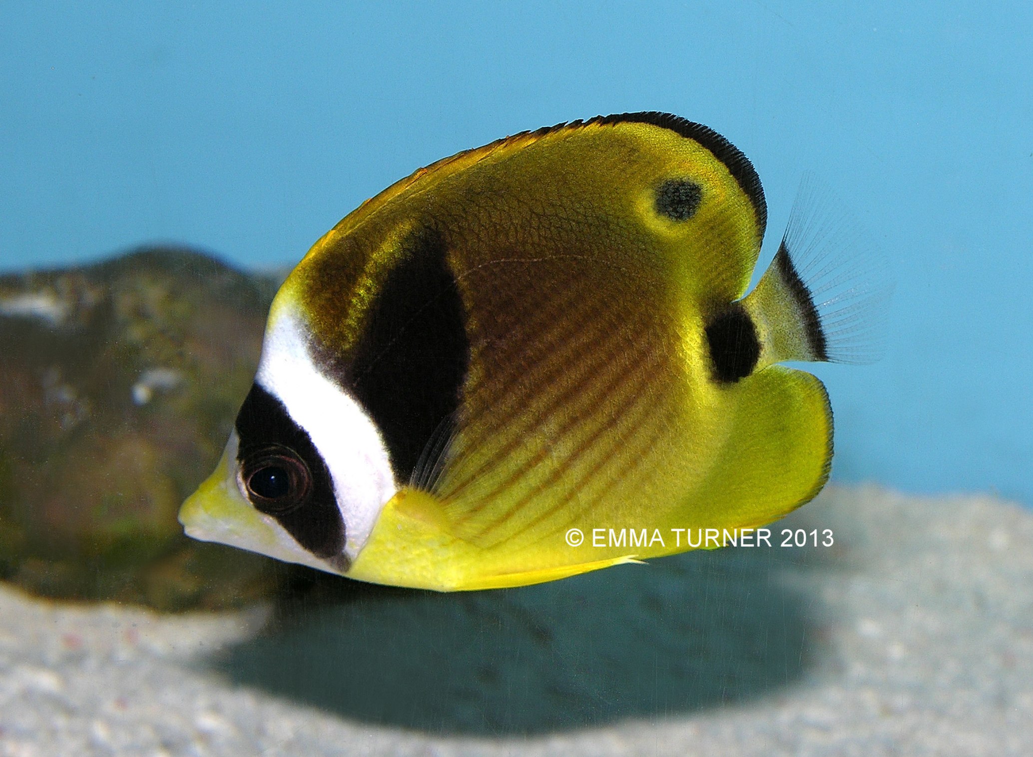 Raccoon Butterflyfish-Chaetodon lunula