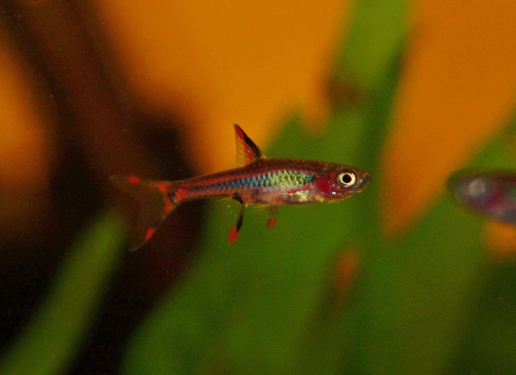 Chilli Rasbora-Boraras brigittae