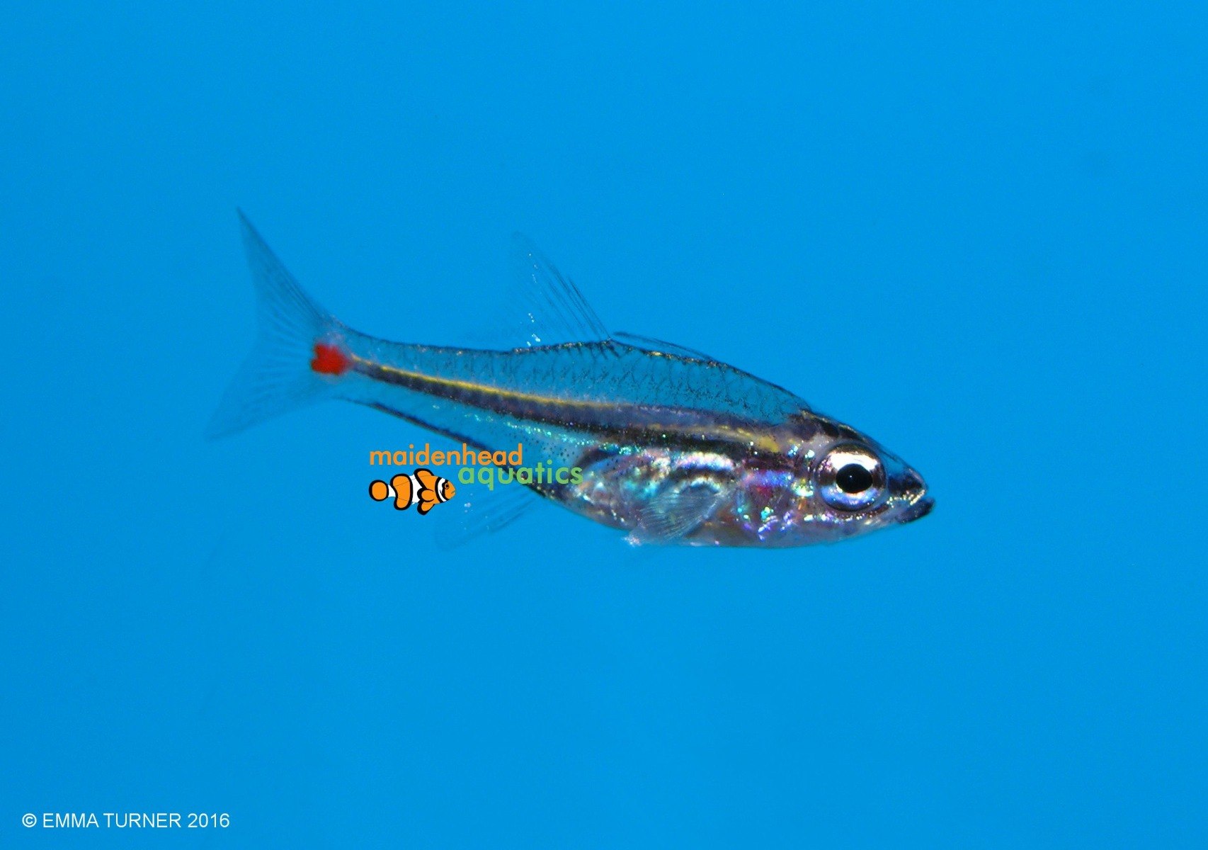 Red-spot Cardinalfish-Ostorhinchus parvulus
