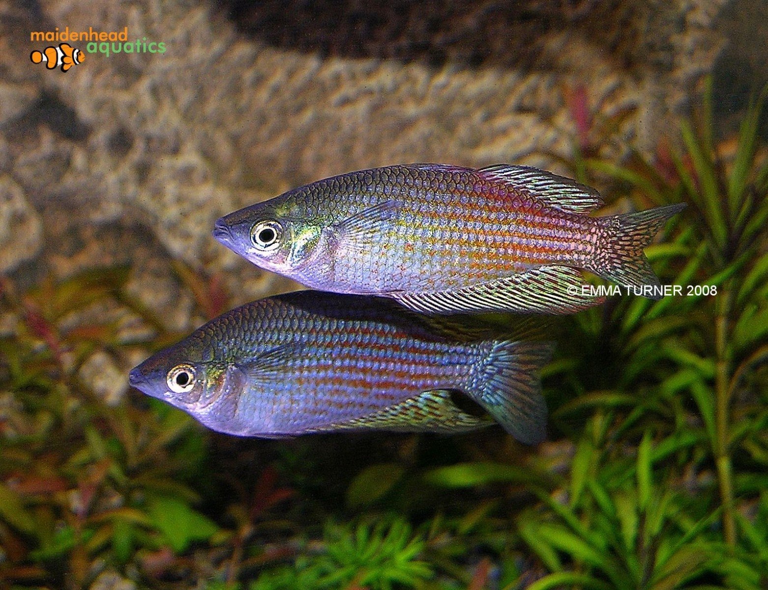 Red-striped Rainbowfish-Melanotaenia rubrostriata