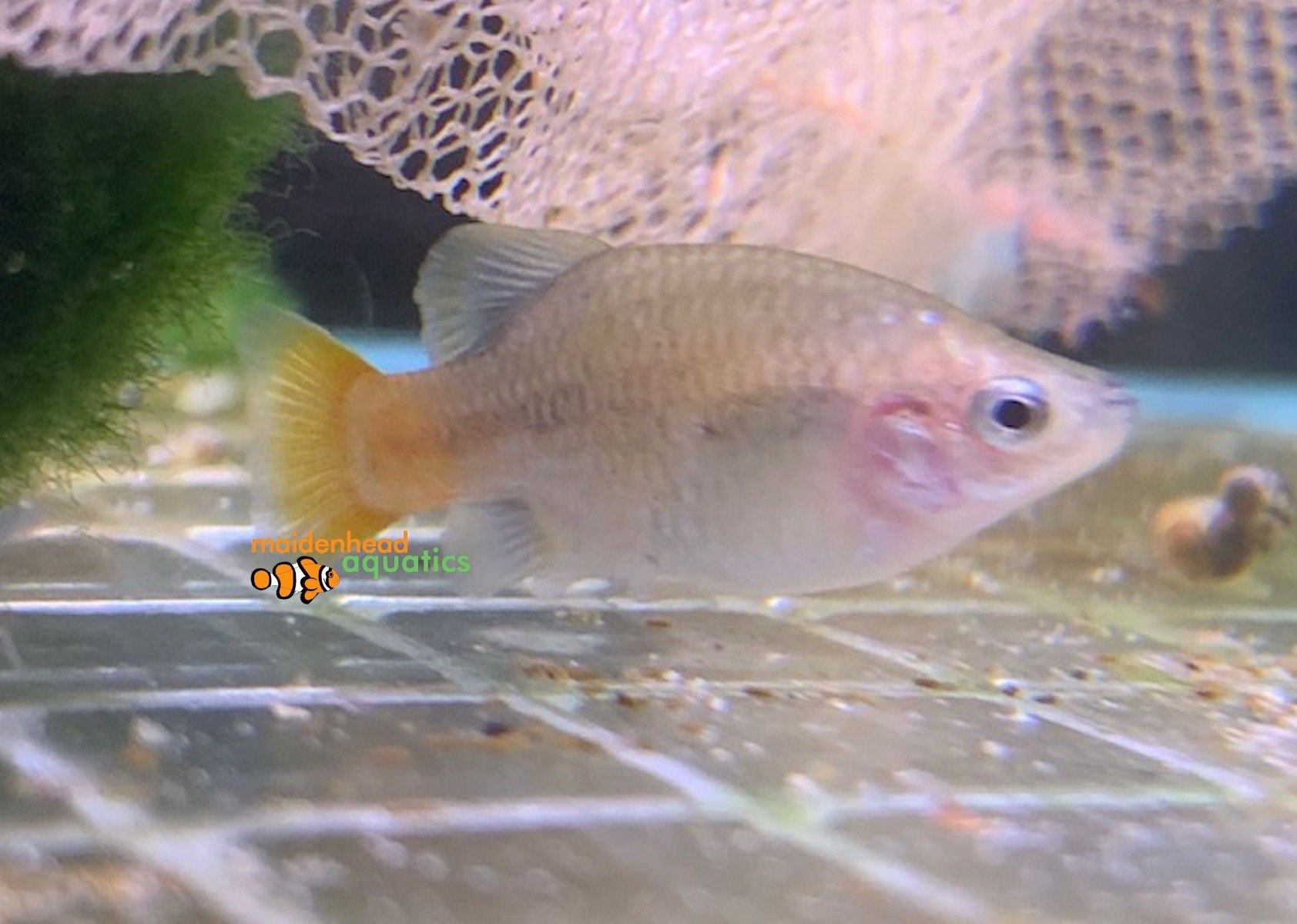 Red-tailed Goodeid-Xenotoca eiseni