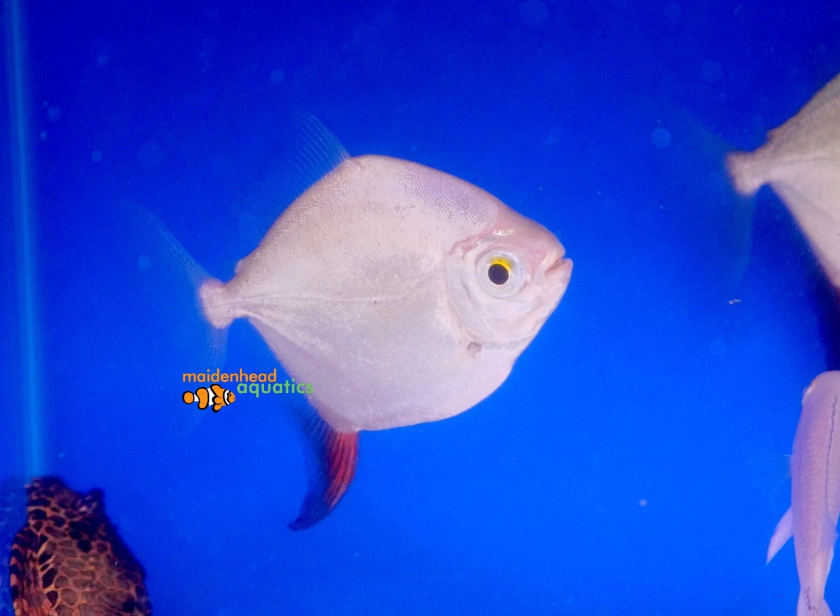 Redhook Myleus-Myloplus rubripinnis