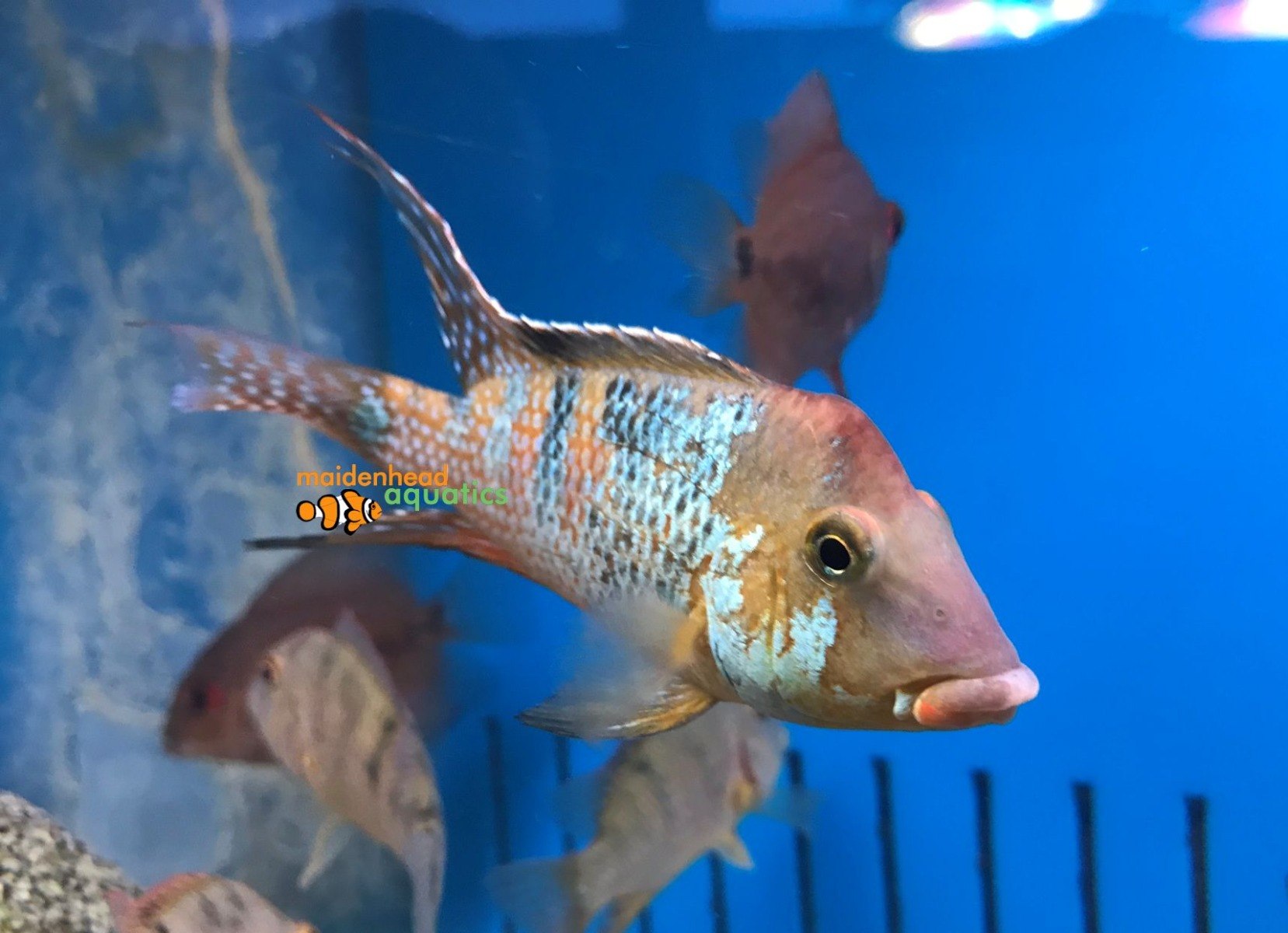 Redhump Eartheater-Geophagus steindachneri