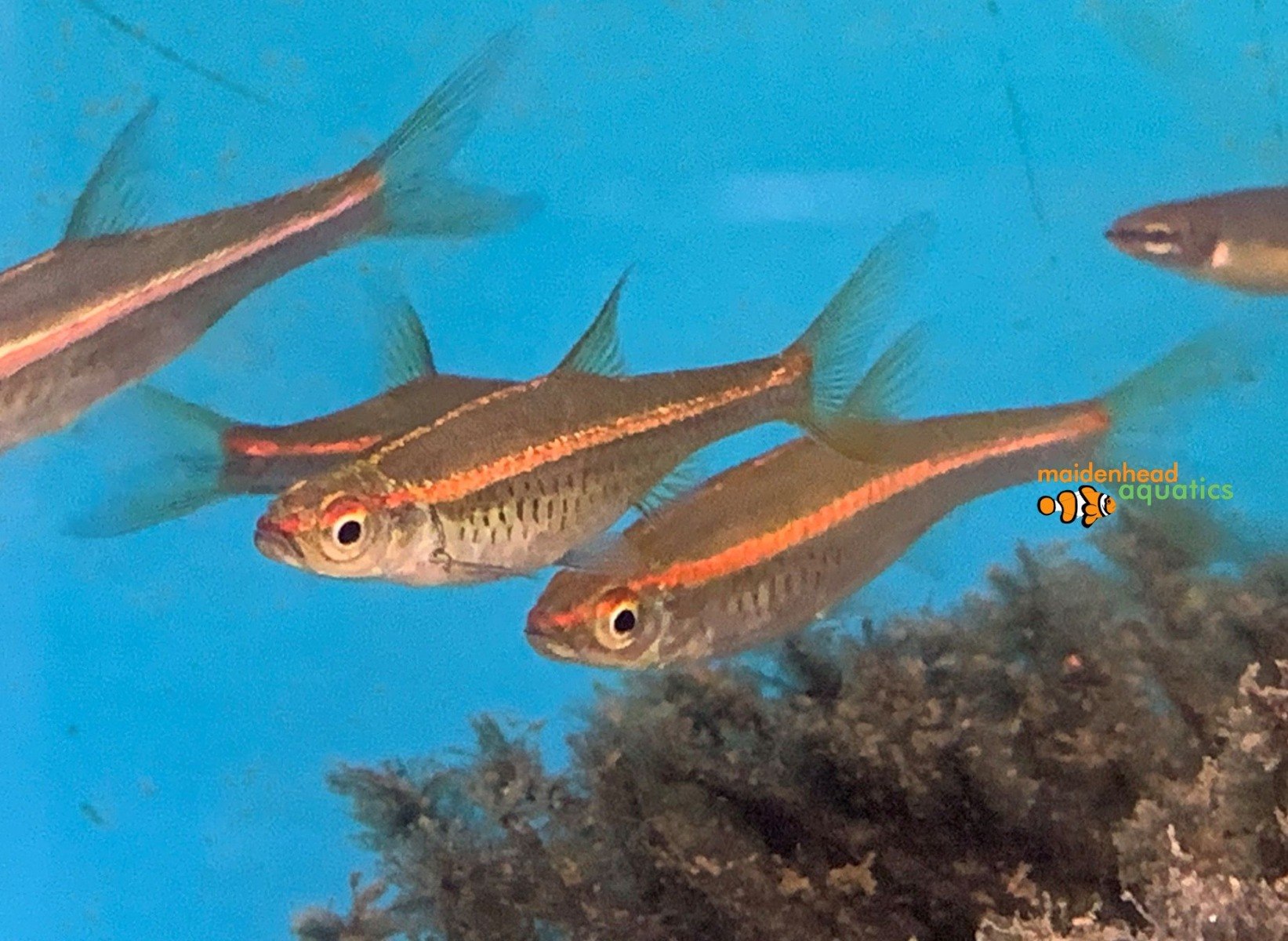 Redline Rasbora-Trigonopoma pauciperforatum