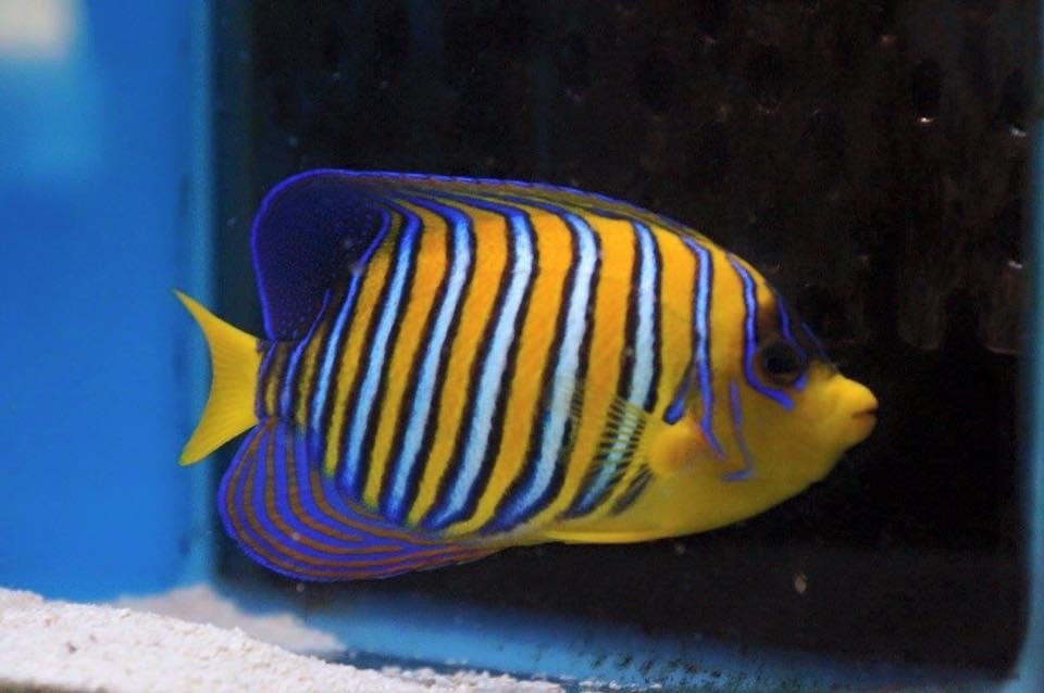 Regal Angelfish-Pygoplites diacanthus
