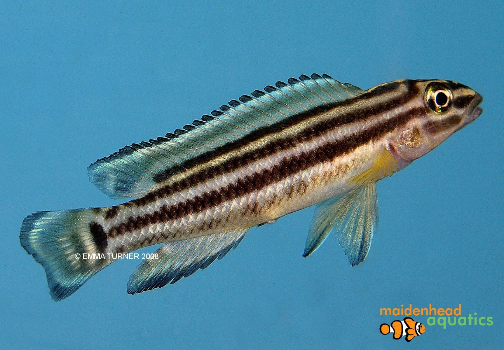 Regan's Julie-Julidochromis regani