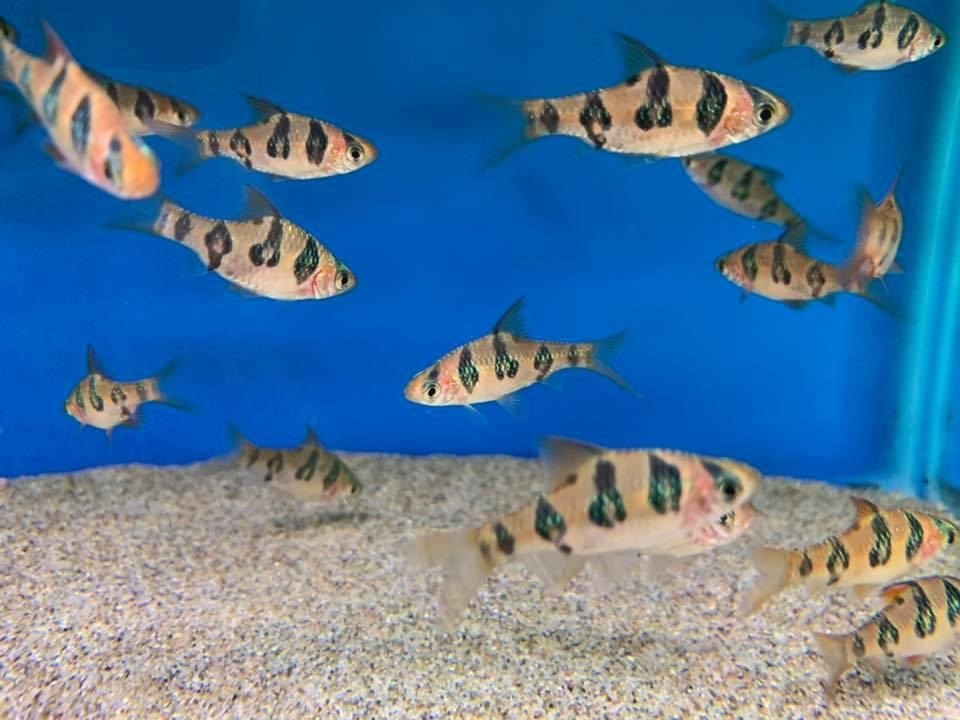 Rhombo Barb-Desmopuntius rhomboocellatus