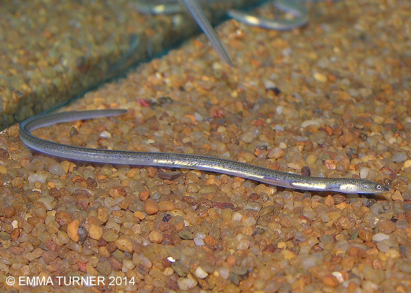 Rice-Paddy Eel-Pisodonophis boro
