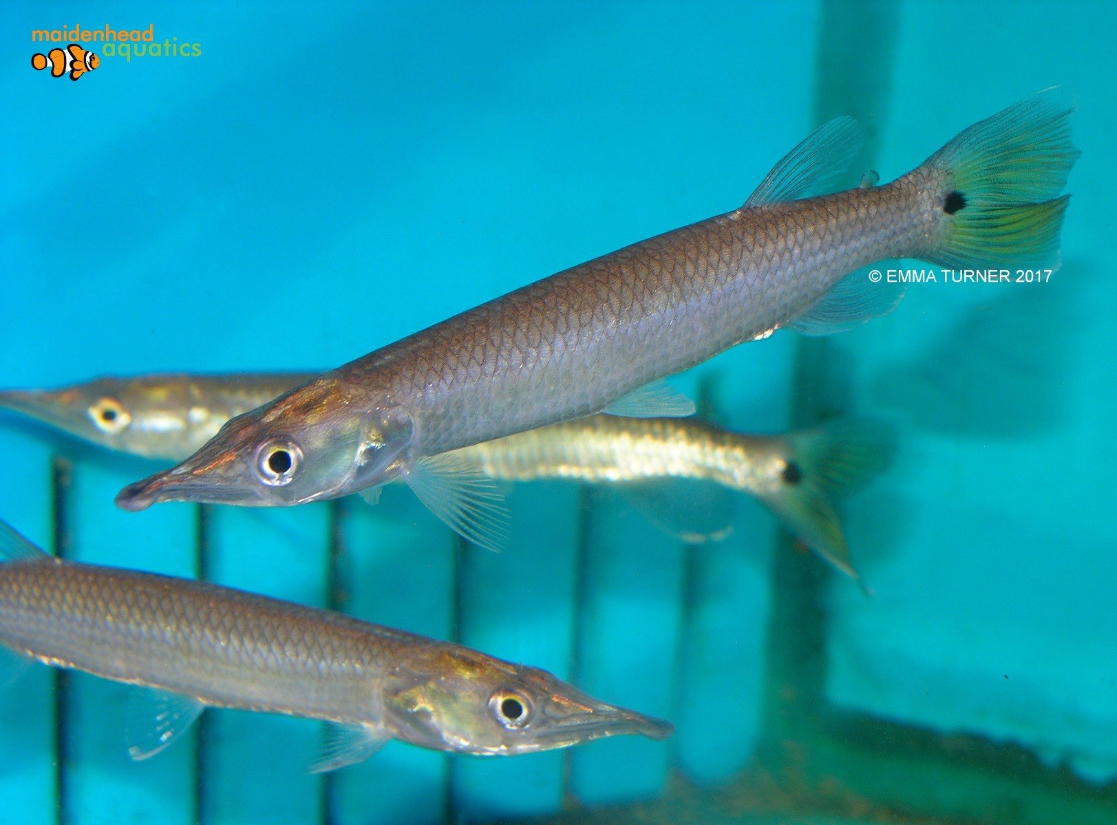 Rocket Garfish-Ctenolucius hujeta