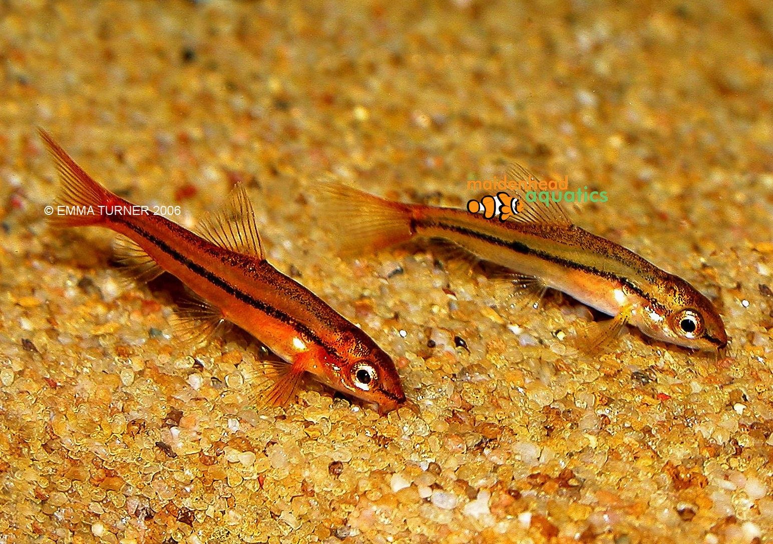 Rosy Loach-Physoschistura mango