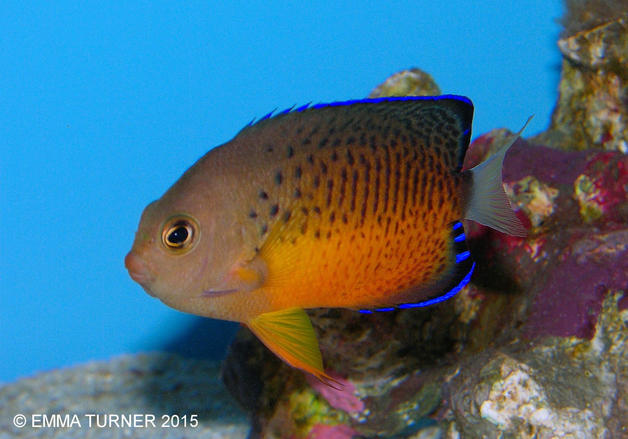 Rusty Angelfish-Centropyge ferrugata