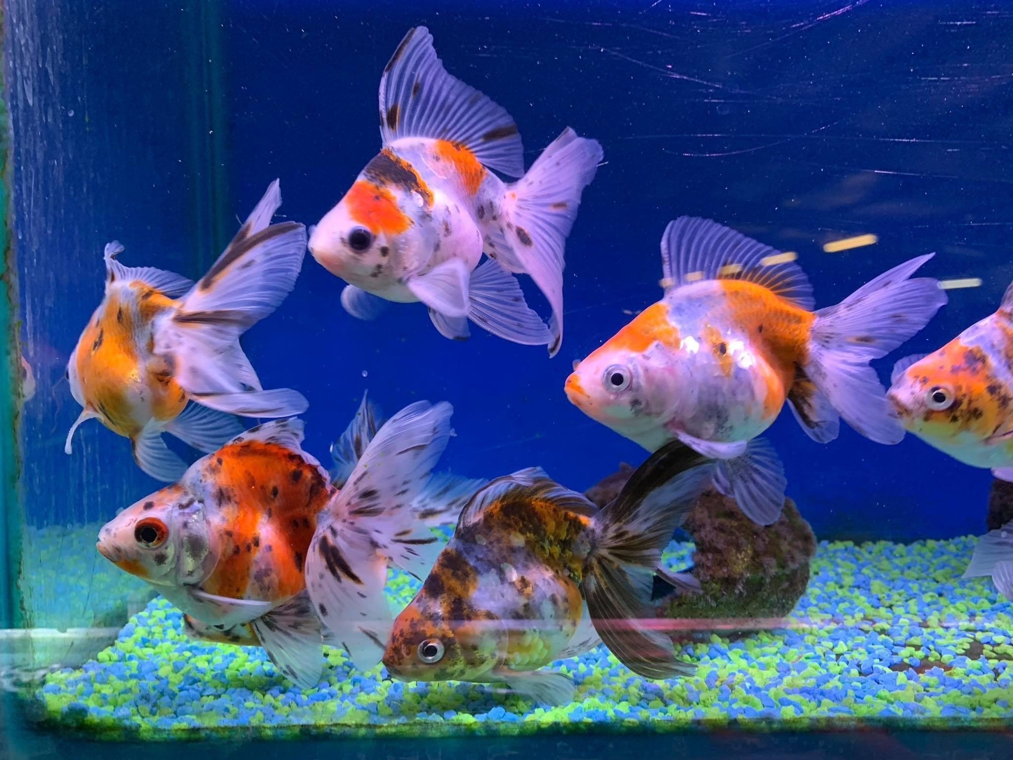 Ryukin-Carassius auratus auratus
