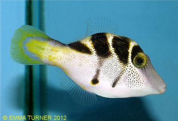 Mimic Filefish-Paraluteres prionurus