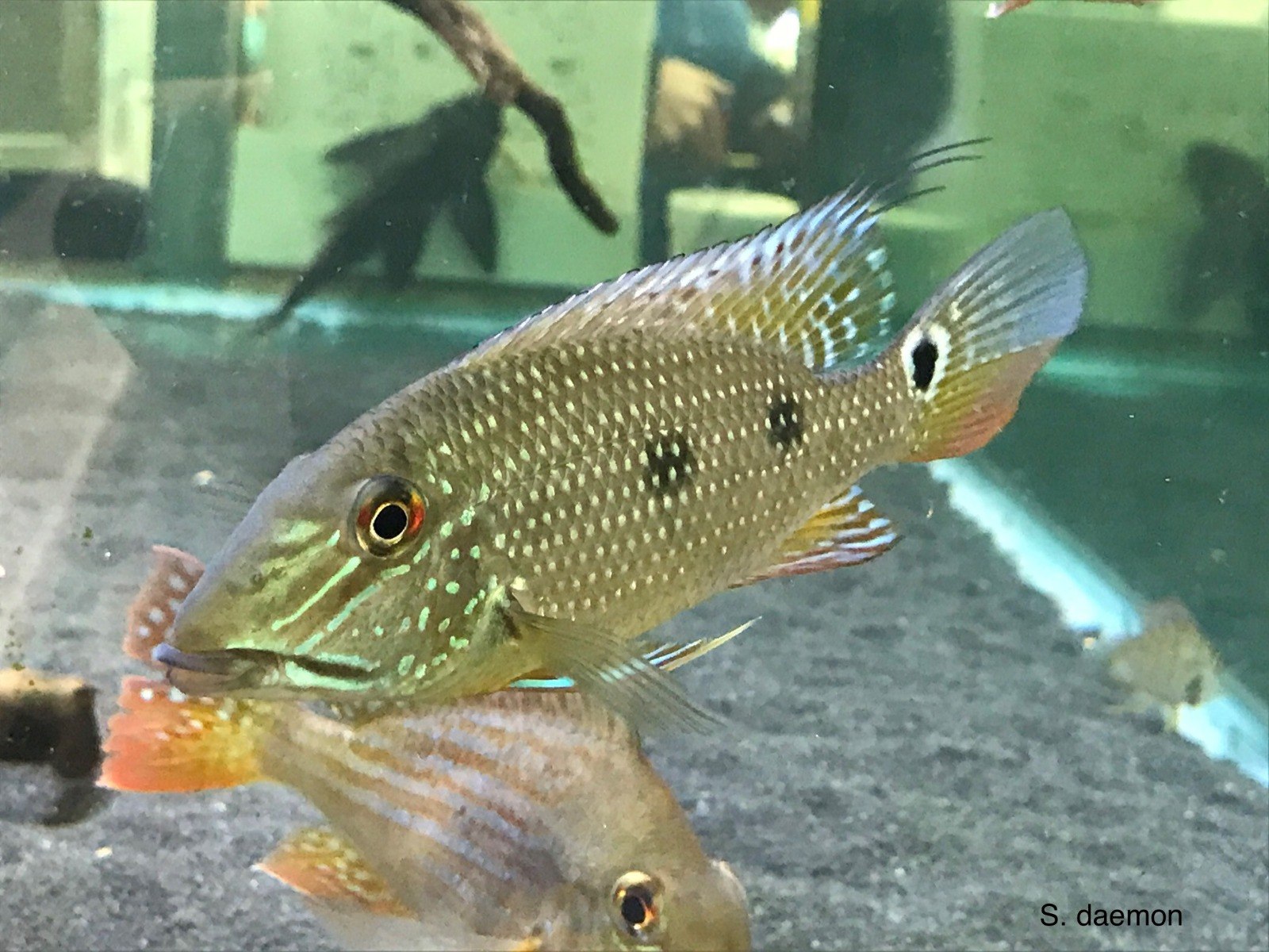 Threespot Eartheater-Satanoperca daemon