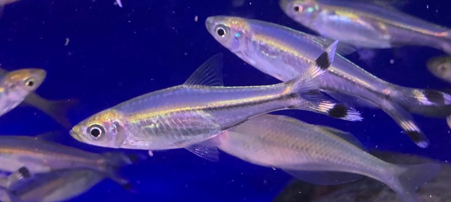 Scissortail Rasbora-Rasbora trilineata
